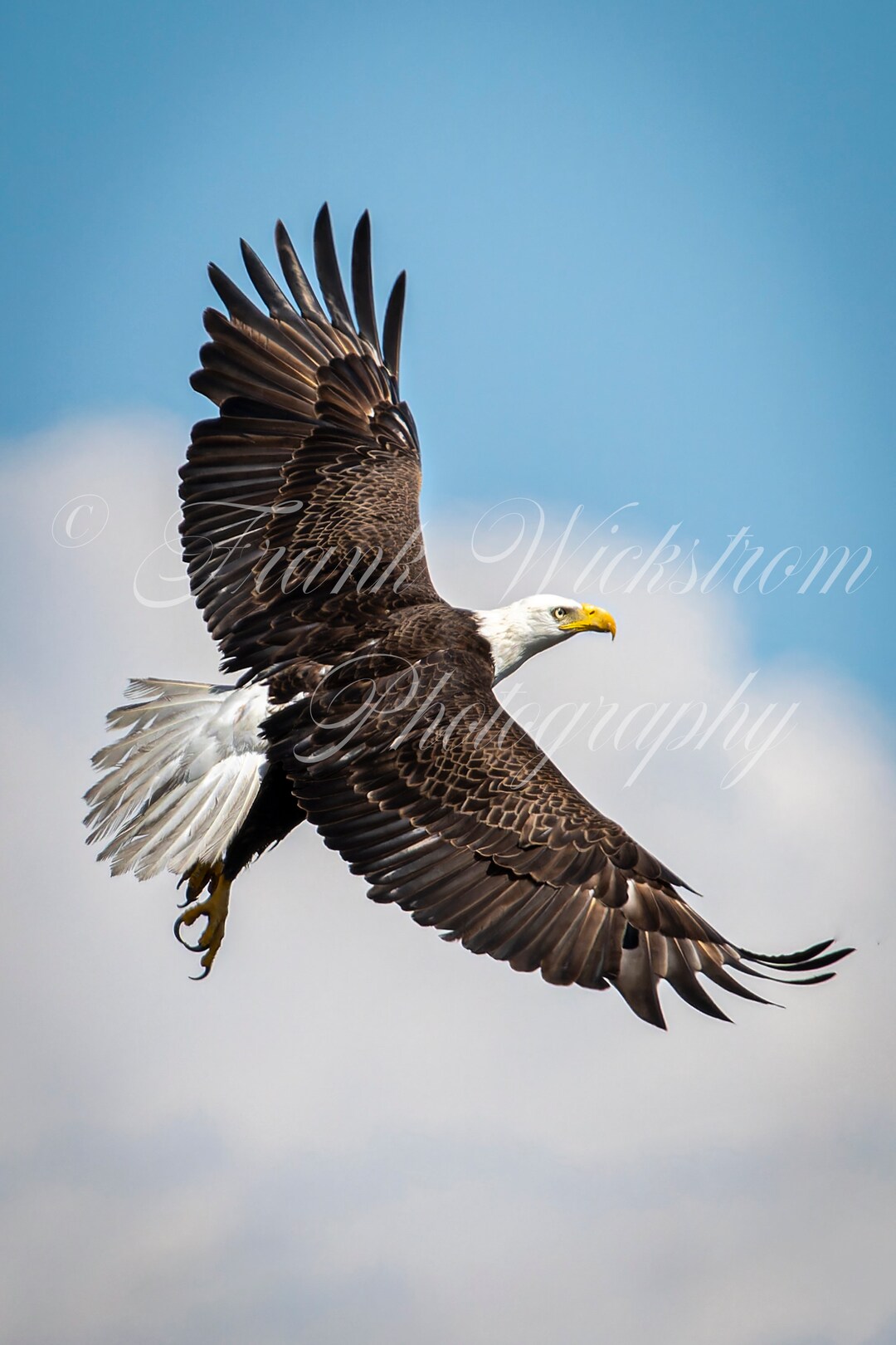 American Bald Eagle Soaring in Flight - Etsy