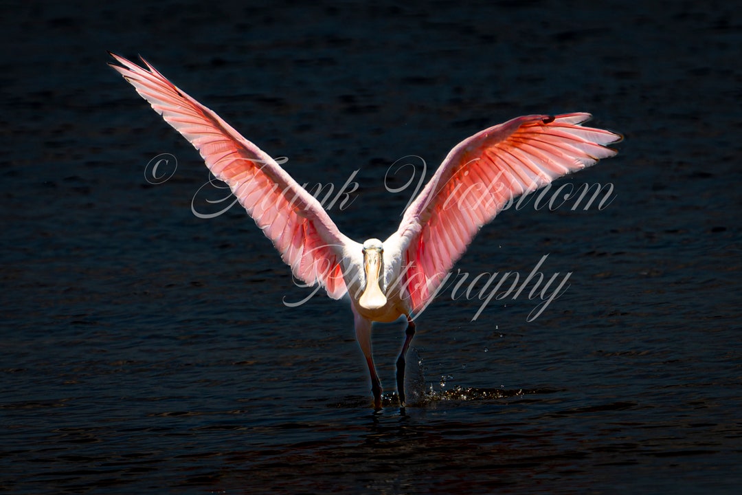 Roseate Spoonbill / Fine Art / Wings Spread - Etsy