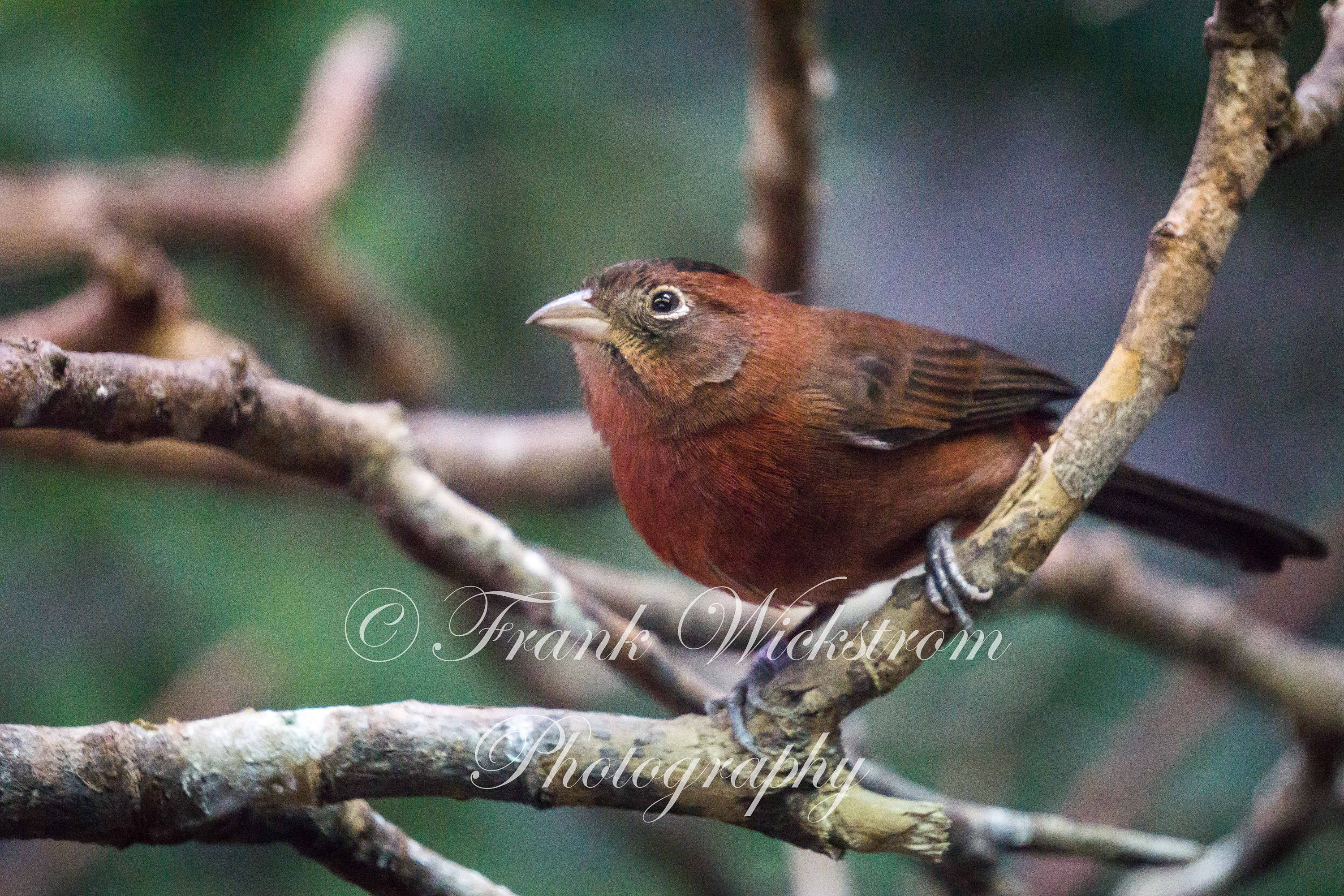 Red Pileated Finch / Finches / Bird on Branch / Bird Silhouette - Etsy