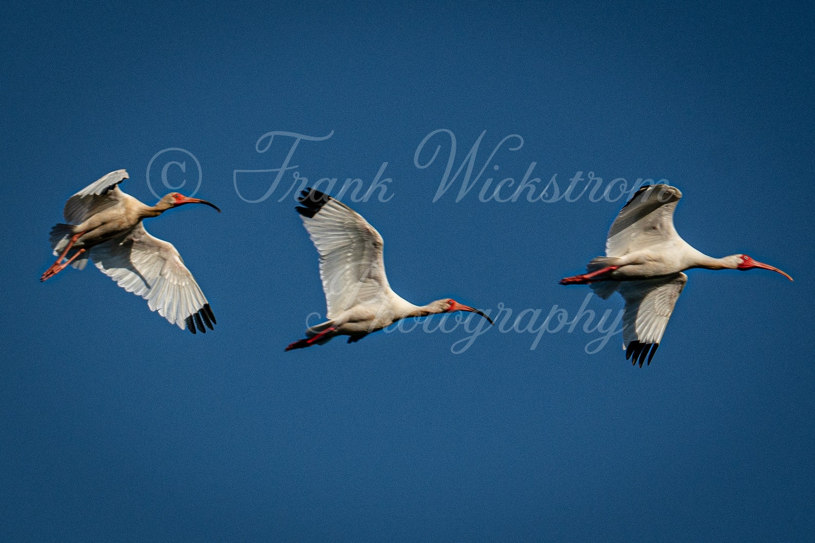 White Ibis/ Eudocimus Albus/ Flock/ in Flight / Shore Bird / South ...