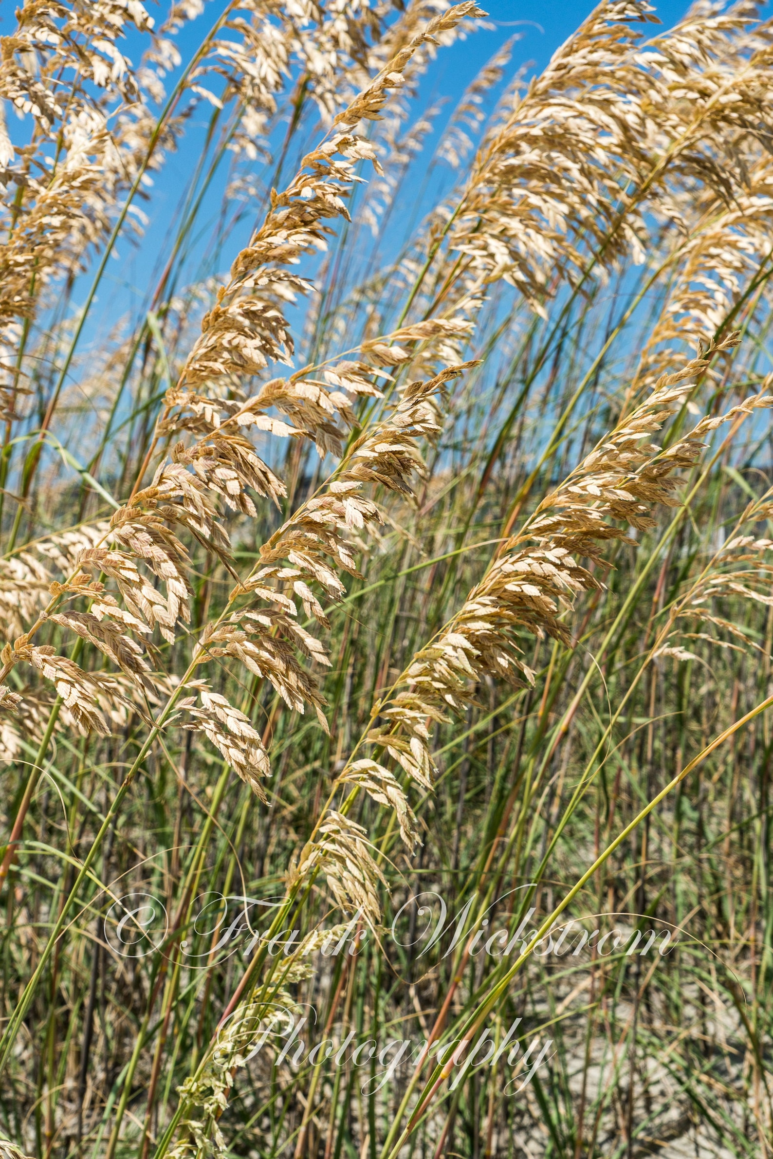 Sea Oats / Sea Grass / Beach / Coastal - Etsy