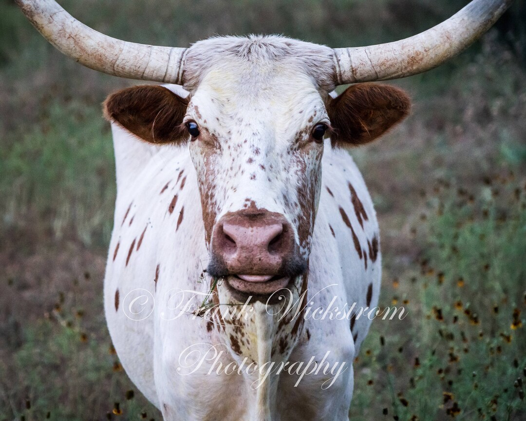 Texas Longhorn Fotografie Druck, Bauernhof Tierportrait (Digitaler ...