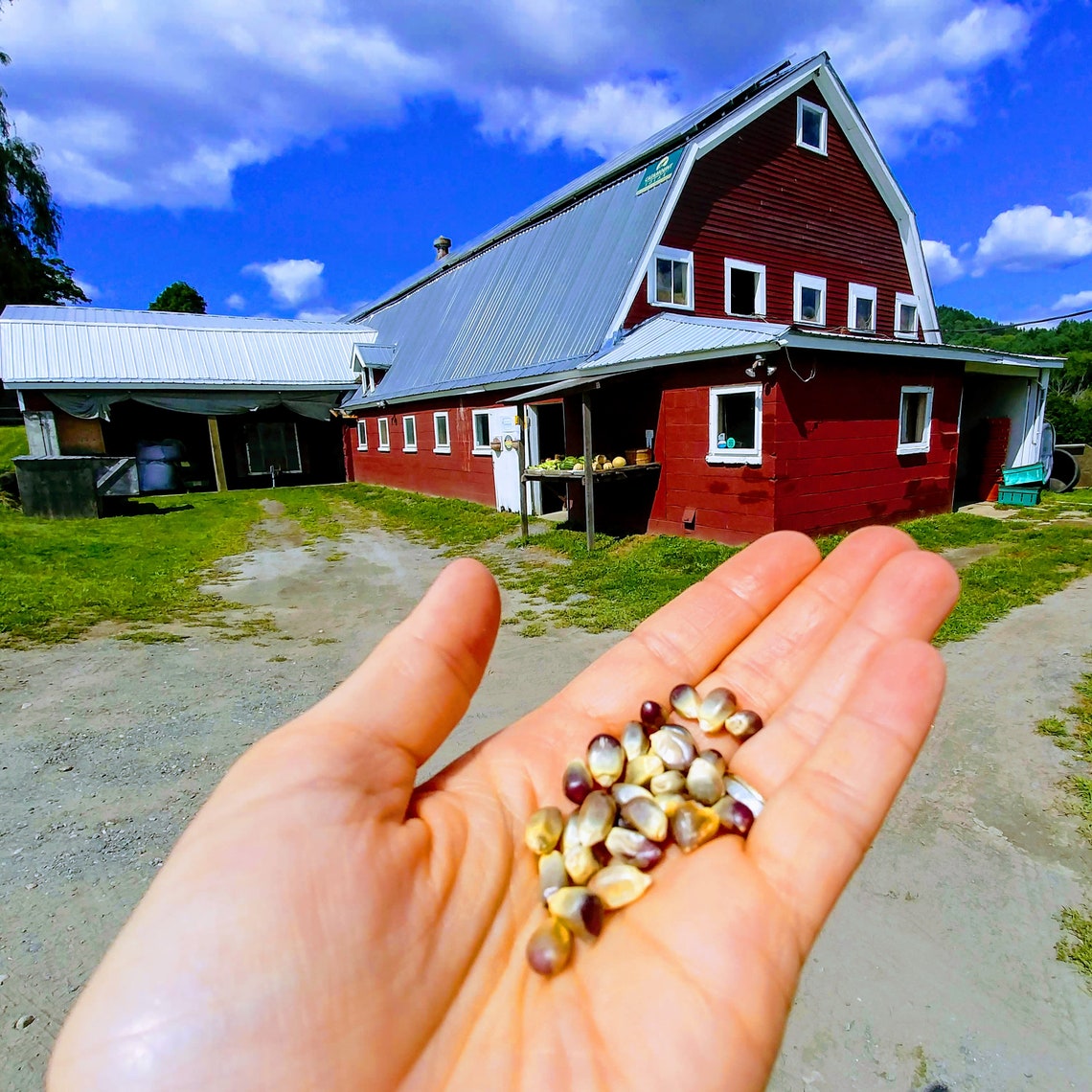 1/2 Lb Gourmet Popcorn Kernel Mix Made in Vermont From Organic Vermont ...