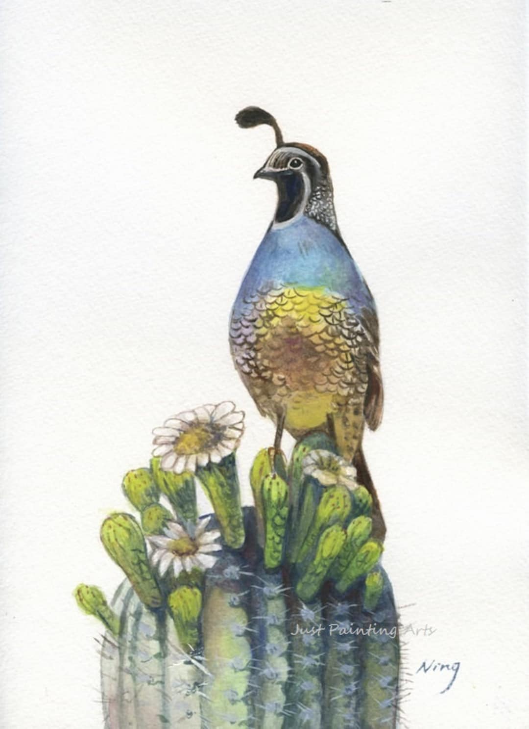 20% off Californua Quail and Cactus,succulent,bird,desert Plant - Art ...