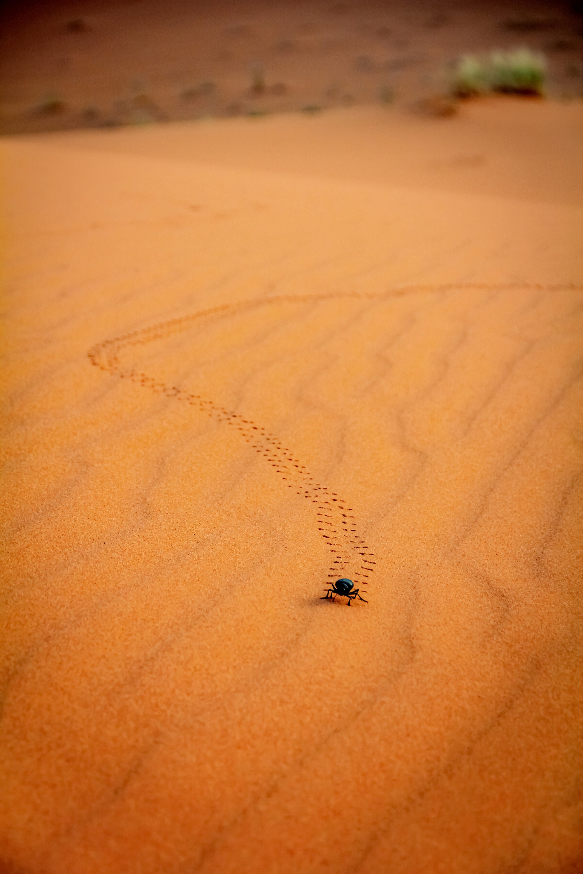 Sahara Desert Beetle, Morocco - Etsy