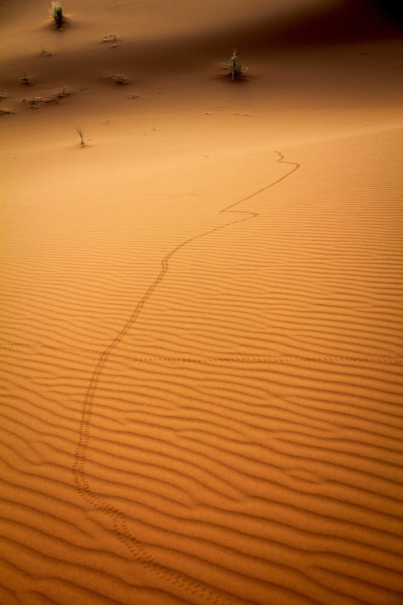 Tracking Thru the Sahara Desert, Morocco - Etsy