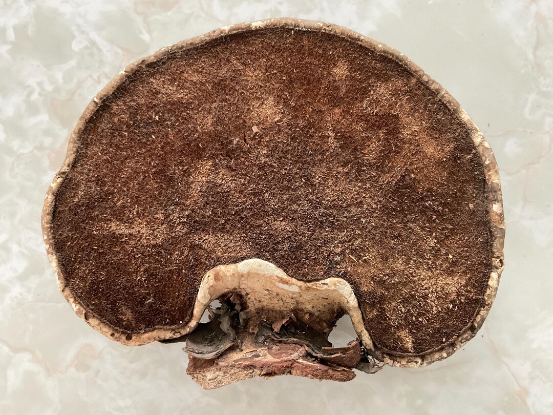 2 Piece Tree Conk Shelves Mushroom Fungus Natural Decor - Etsy