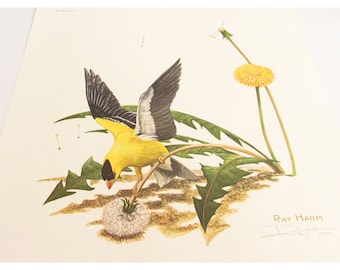 Ray Harm Print - Etsy