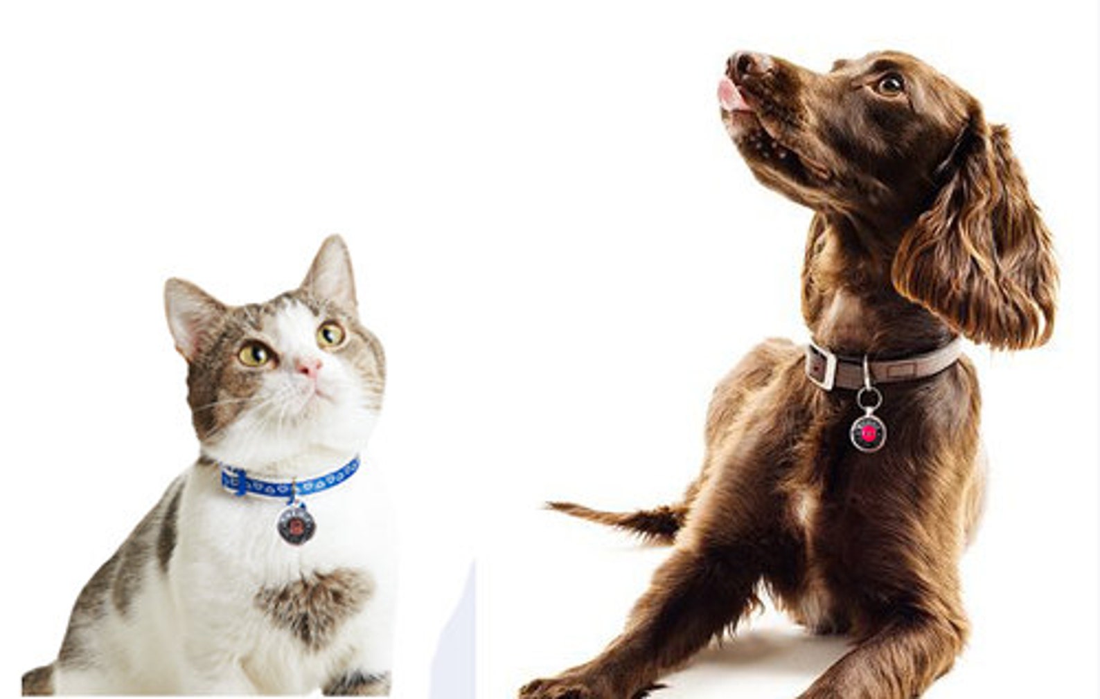 pet-tags-custom-pet-id-tag-unique-pet-id-tag-dog-tag-cat-tag-etsy