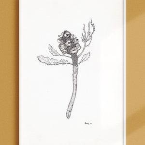 Banksia Seed Pod / Original Ink Drawing / Ink on Paper / Australian ...
