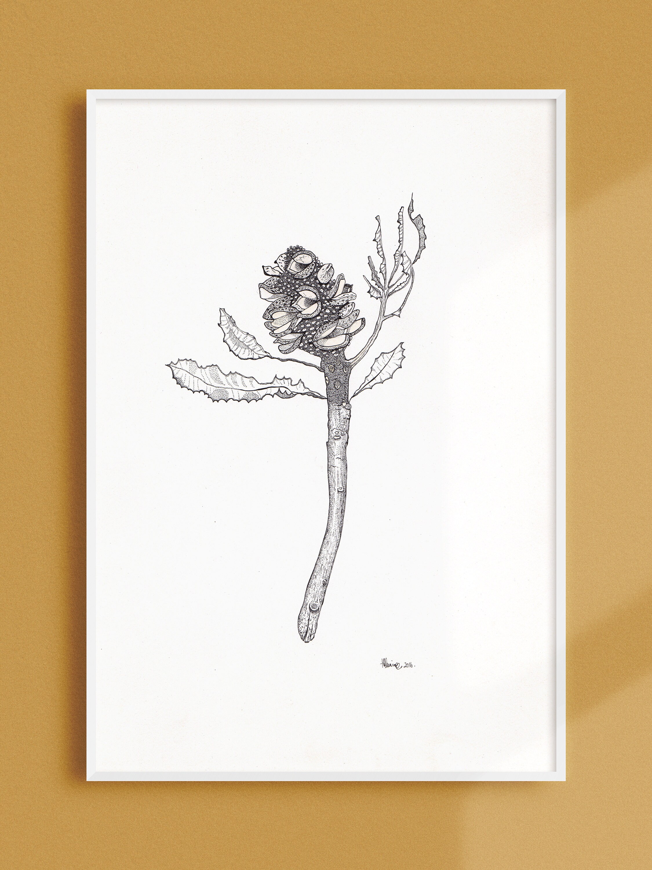 Banksia Seed Pod / Original Ink Drawing / Ink on Paper / - Etsy