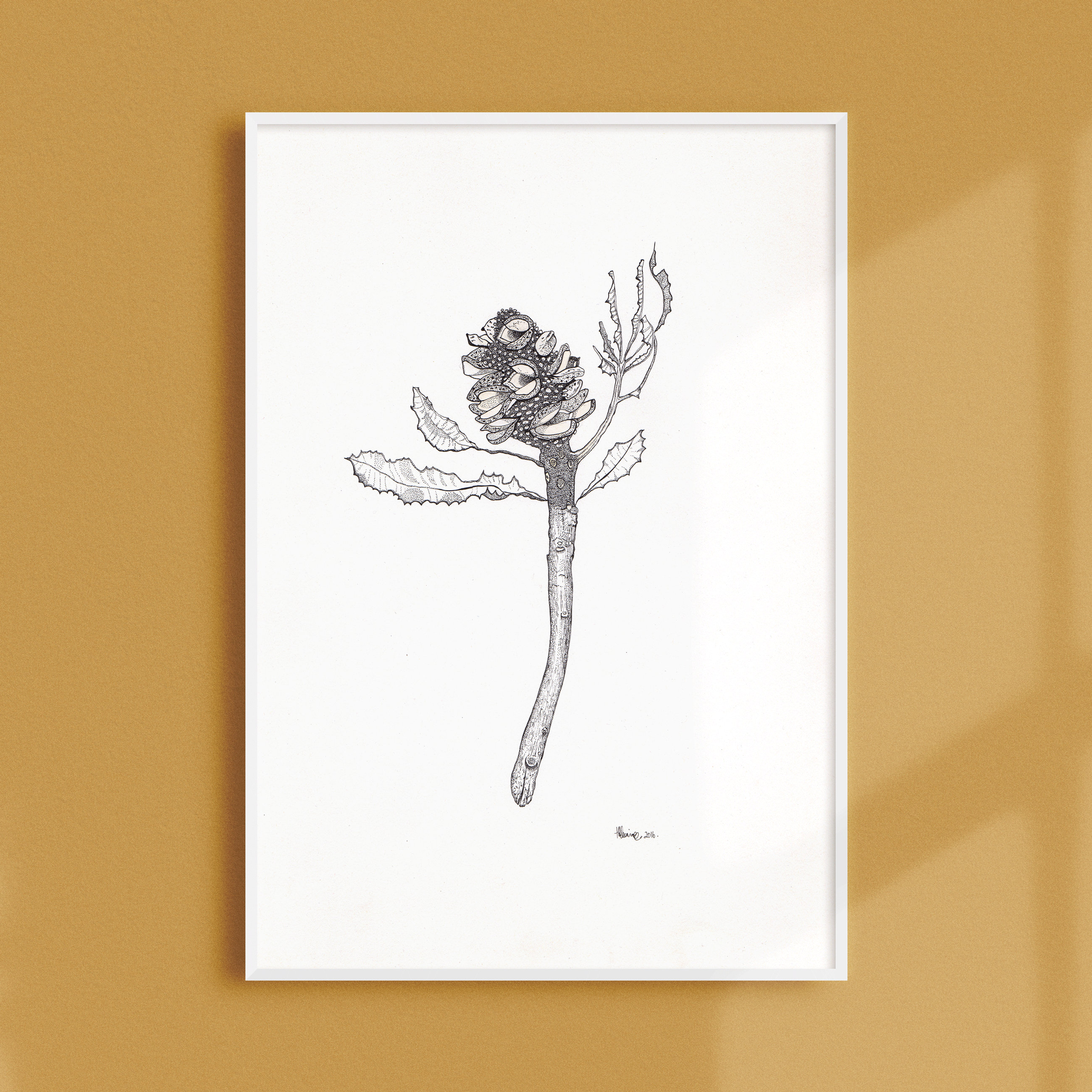 Banksia Seed Pod / Original Ink Drawing / Ink on Paper / Australian ...
