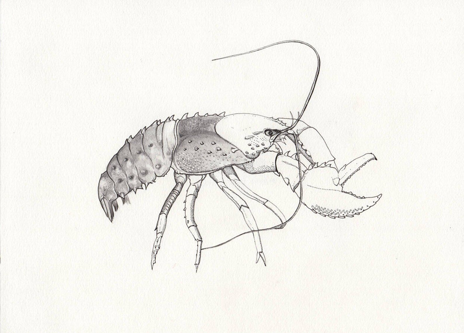 Murray River Crayfish / Original Drawing / Pencil on Paper / Nature ...