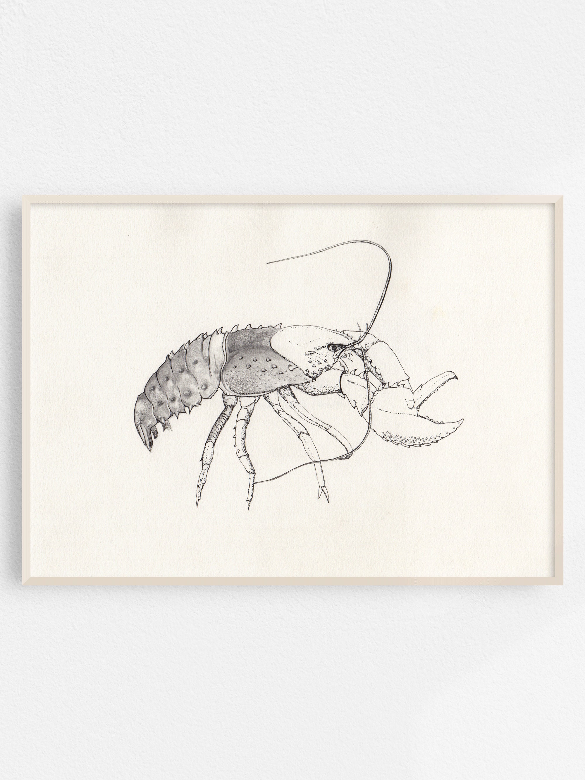 Murray River Crayfish / Original Drawing / Pencil on Paper / - Etsy
