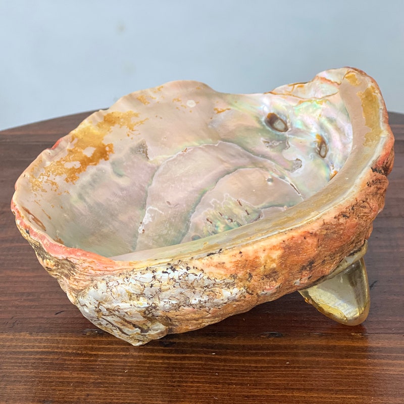 Shells in Lucite - Etsy