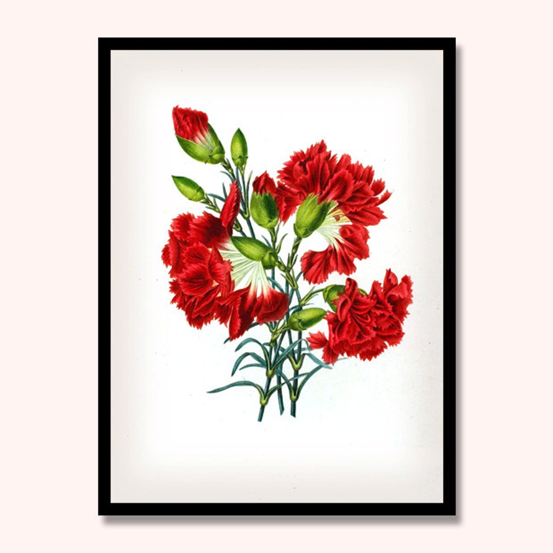 Carnation Print Botanical Carnation Flowers Botanical Art - Etsy