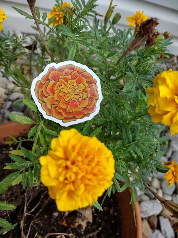 Marigold Sticker or Magnet Kids Stickers Laptop Stickers Aesthetic ...