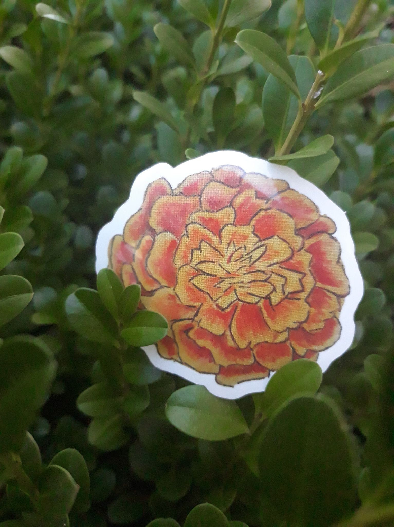 Marigold Sticker or Magnet Kids Stickers Laptop Stickers Aesthetic ...