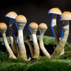 Glowing Magic Mushrooms Patch Fully Blacklight Glowing Design ...