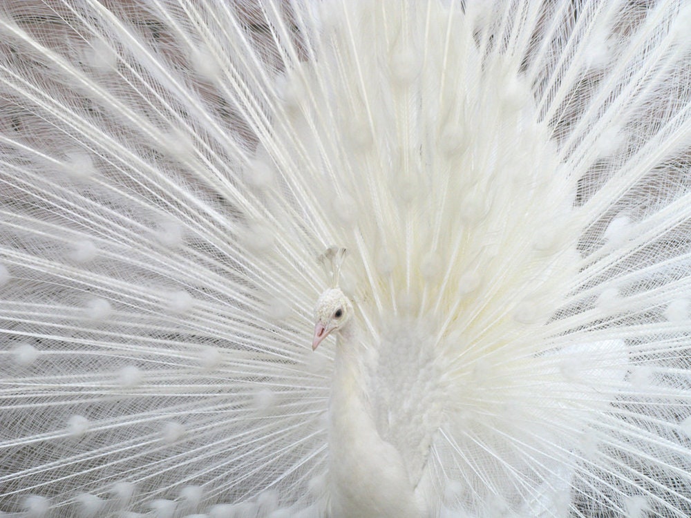 Japanese White Peacock Mid Century Modern Poster Print Etsy