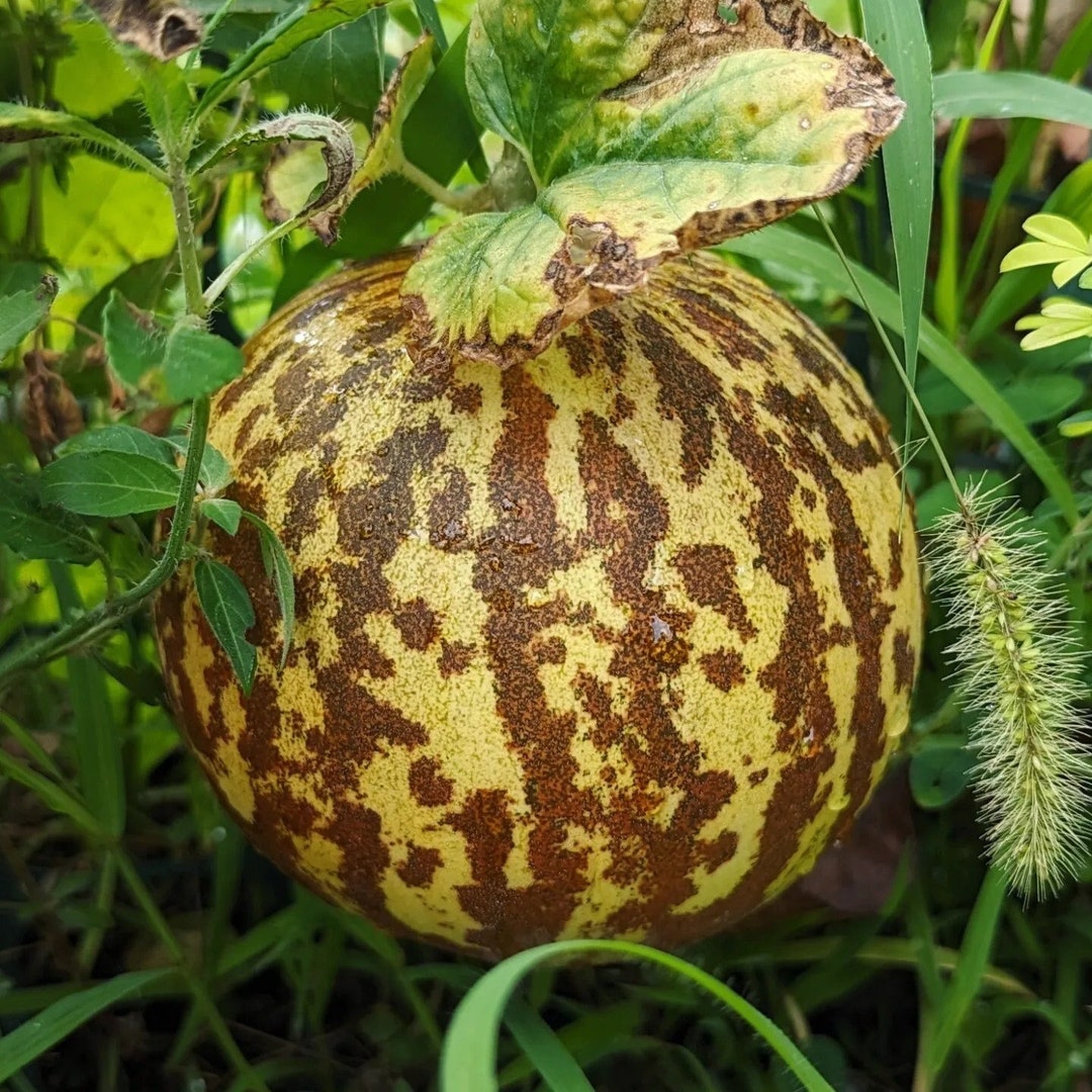 Heirloom Tigger Melon Seeds ~ Organically Grown Seeds ~ Specialty Melon ...