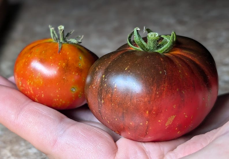 Dark Galaxy Heirloom Tomato Seeds ~ Organically Grown Seeds - Etsy