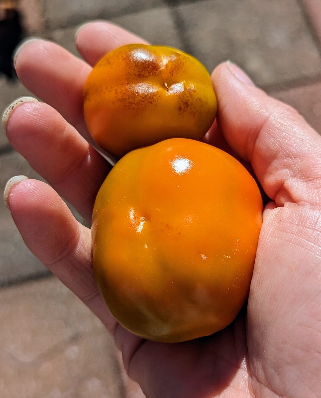Doe Hill Sweet Pepper Seeds, Heirloom Variety (10 Seeds) - Etsy