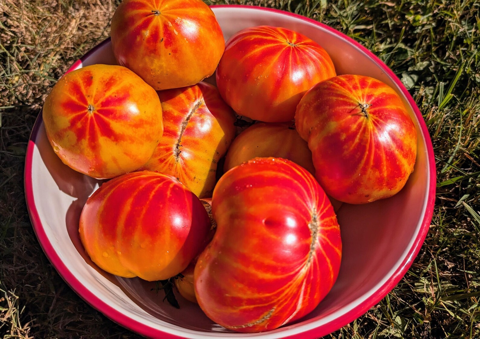 Finley River Heirloom Tomato Seeds, Organically Grown - Etsy