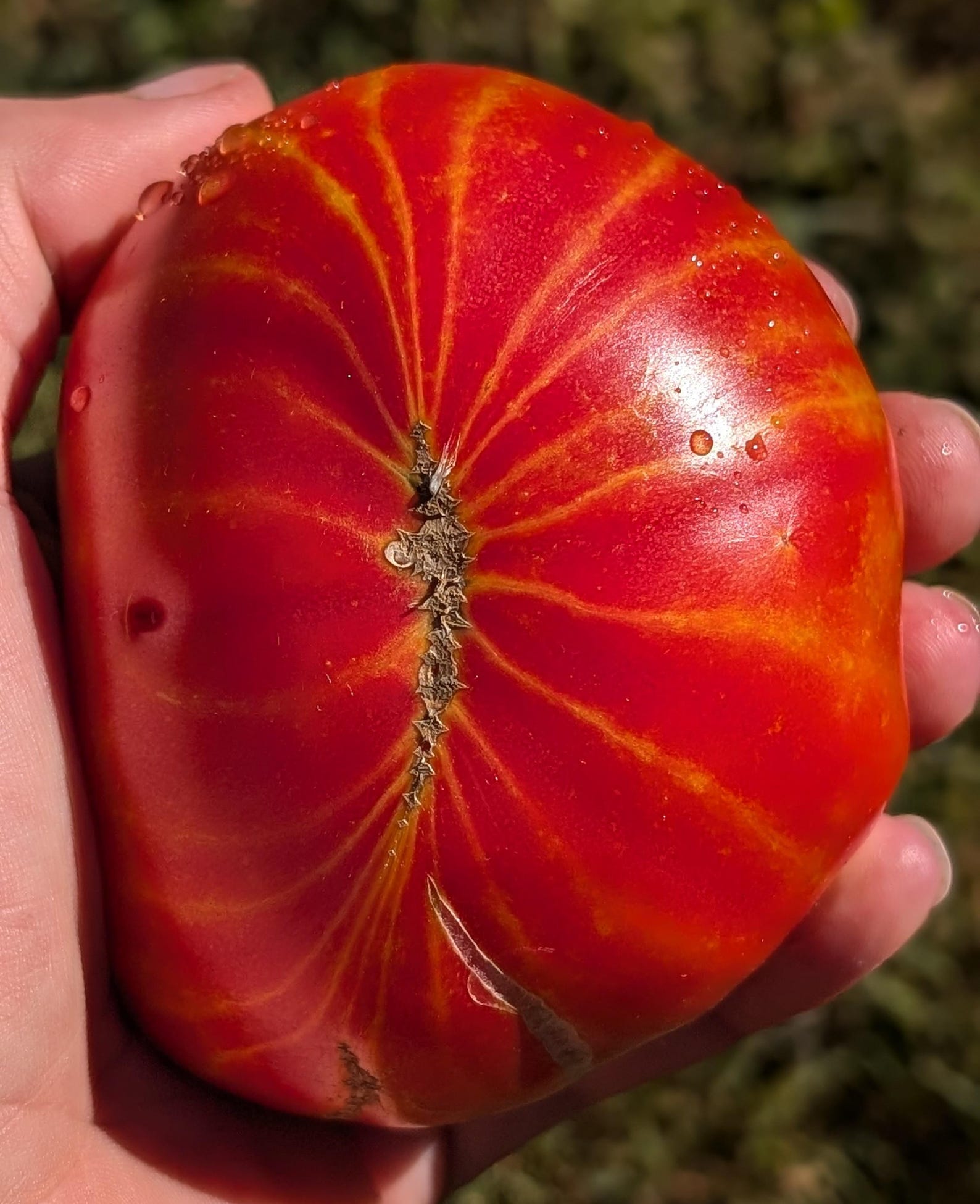 Finley River Heirloom Tomato Seeds, Organically Grown - Etsy