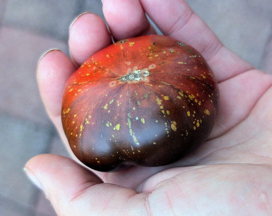Dark Galaxy Heirloom Tomato Seeds ~ Organically Grown Seeds - Etsy