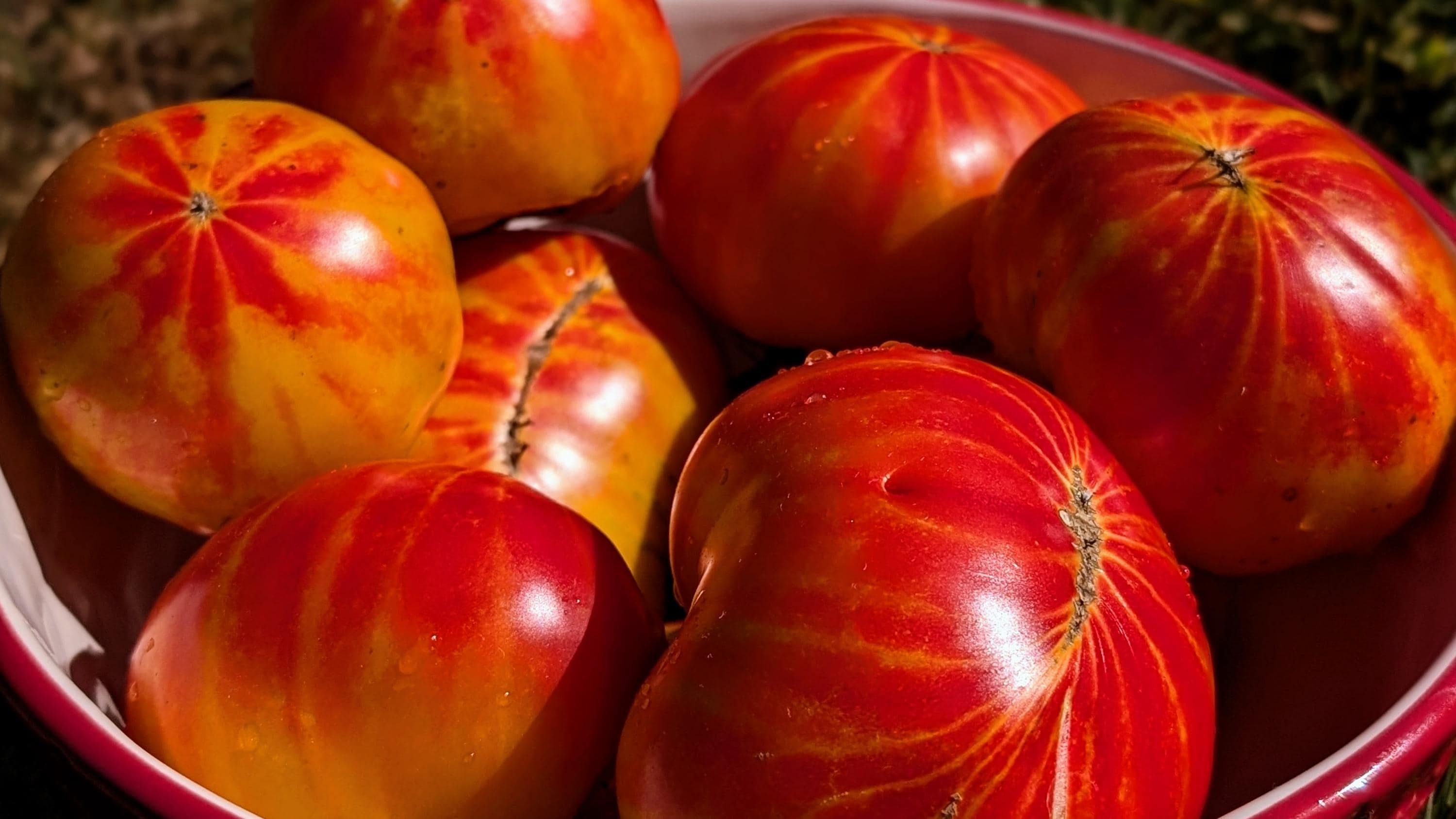 Finley River Heirloom Tomato Seeds, Organically Grown - Etsy