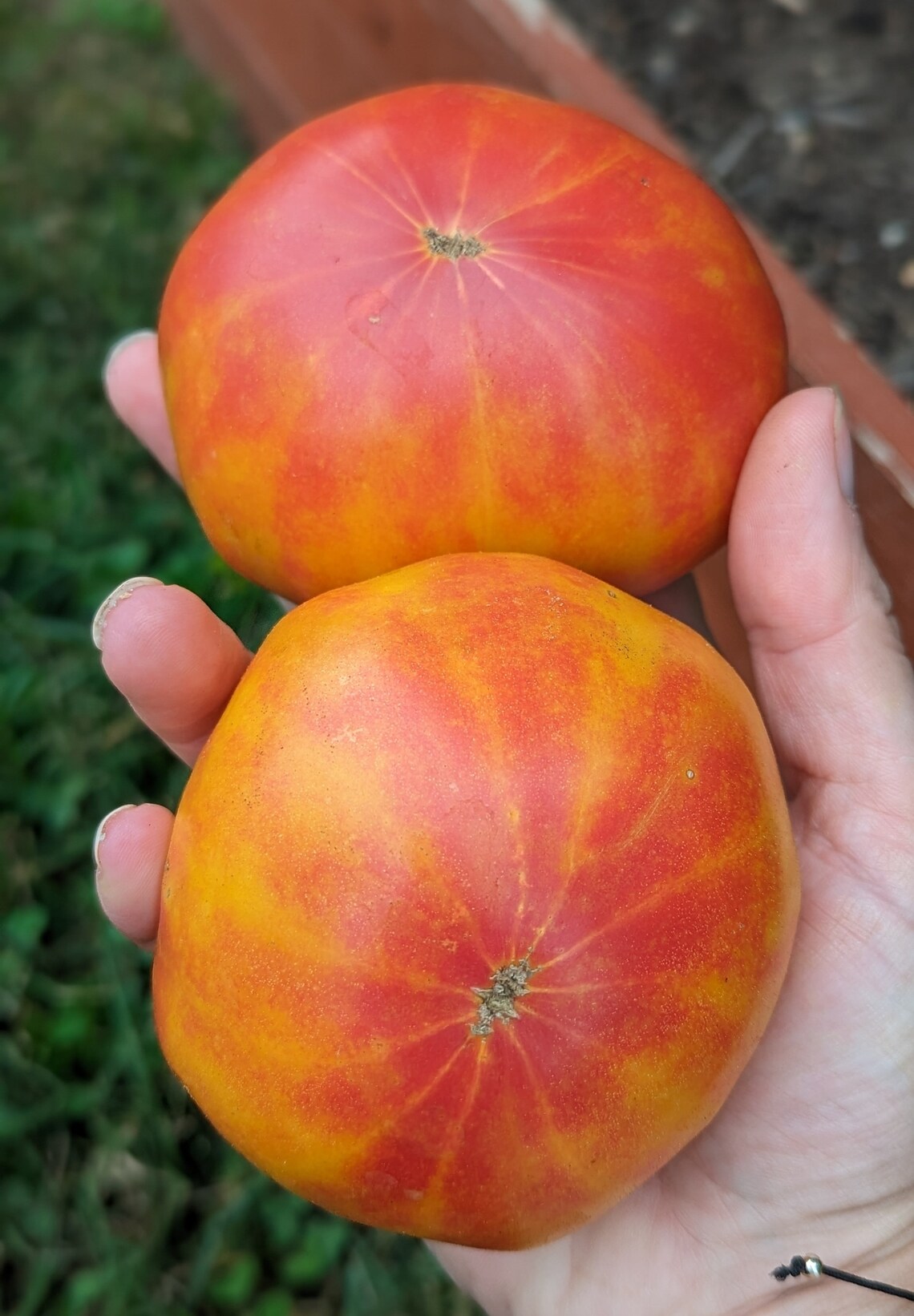 Finley River Heirloom Tomato Seeds, Organically Grown - Etsy