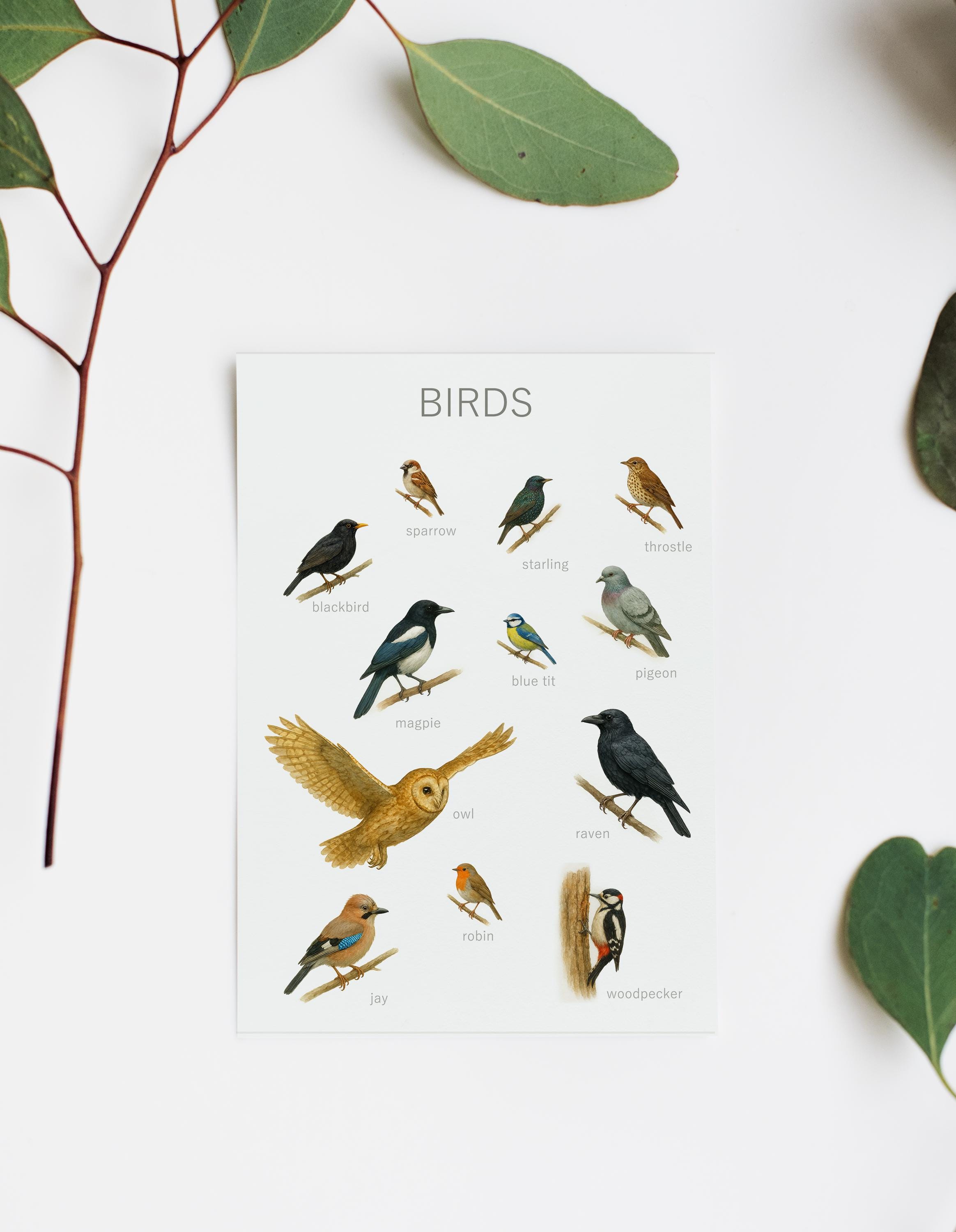 Backyard Birds Educational Poster: Montessori Nursery Decor (digital ...