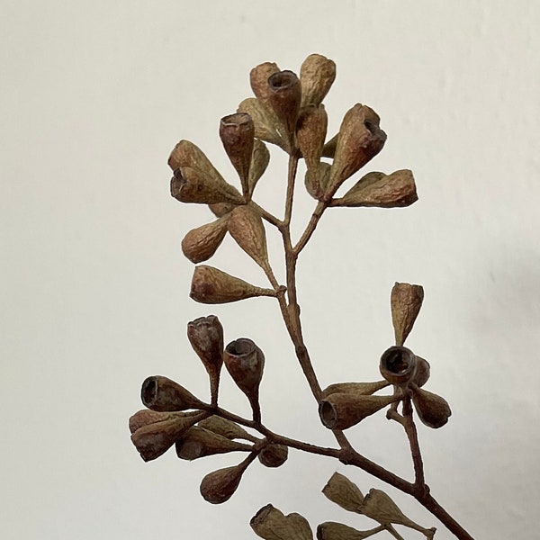 Dried Pod - Etsy