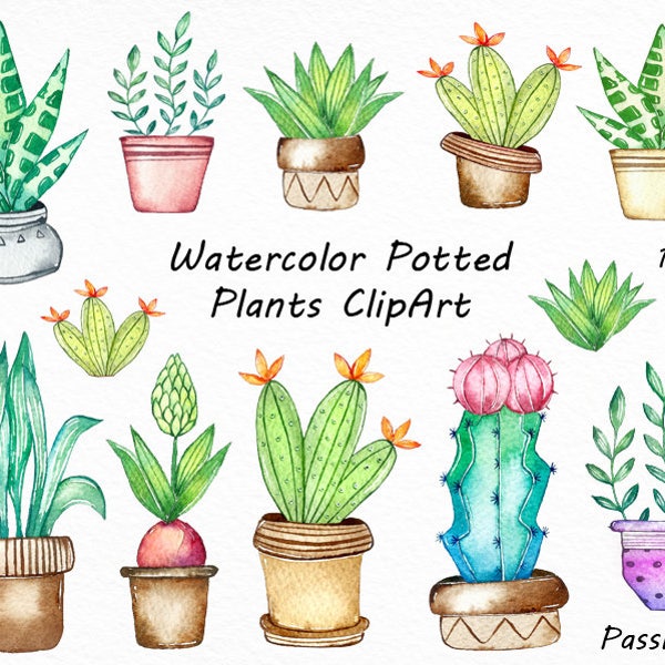 Potted Succulent - Etsy