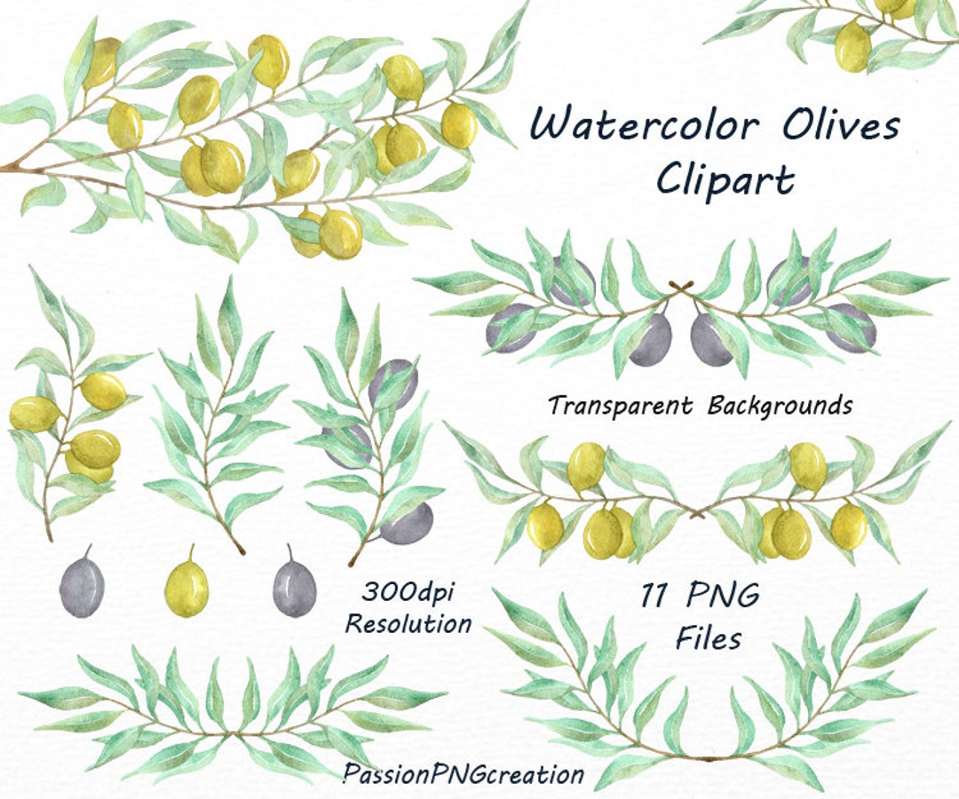Watercolor Olives Clipart, PNG, Olive Branch, Olive Tree Clip Art ...