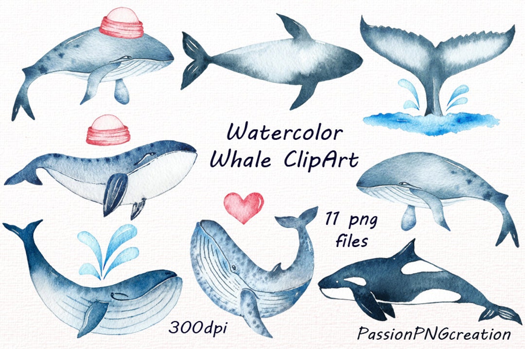 Watercolor Whale Clipart: 11 PNG Digital Art Files - Etsy