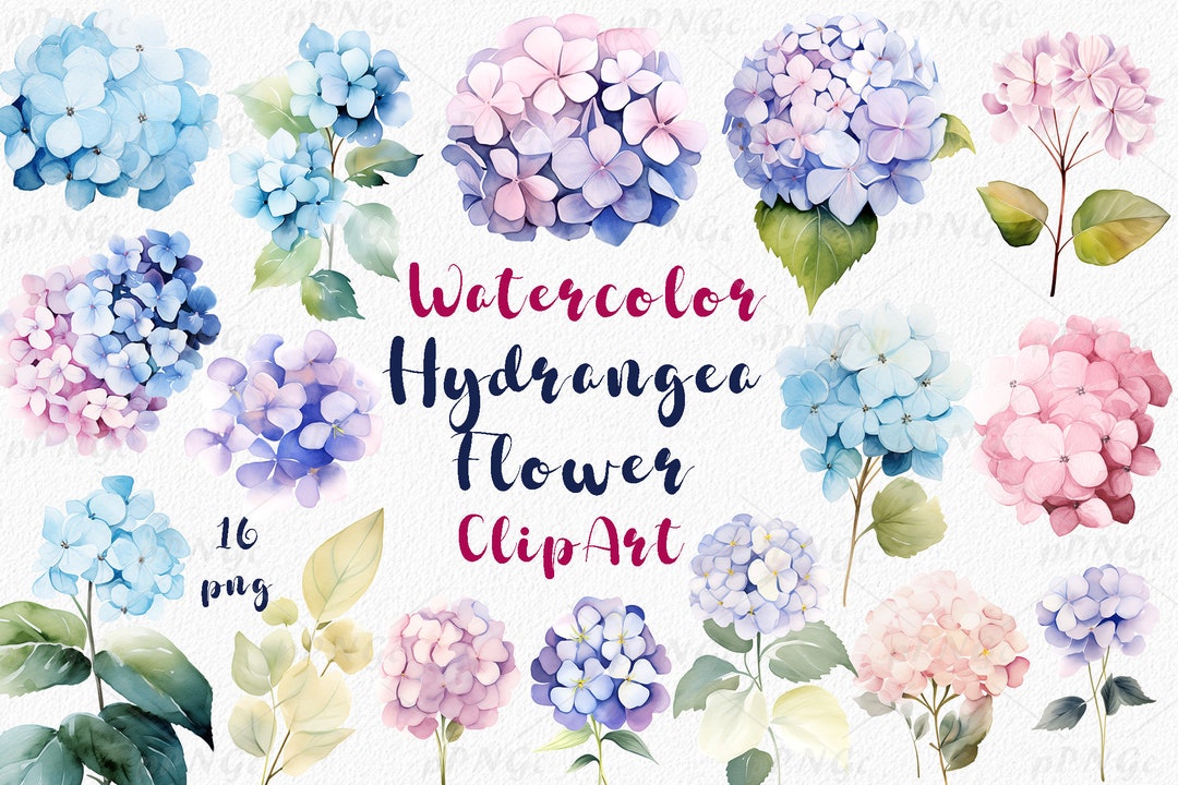 Watercolor Hydrangea Clipart Set: Floral Design Elements (digital ...