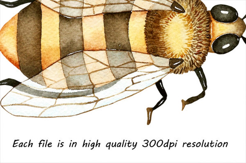 Watercolor Honey Clipart Watercolor Bee Clip Art Digital - Etsy