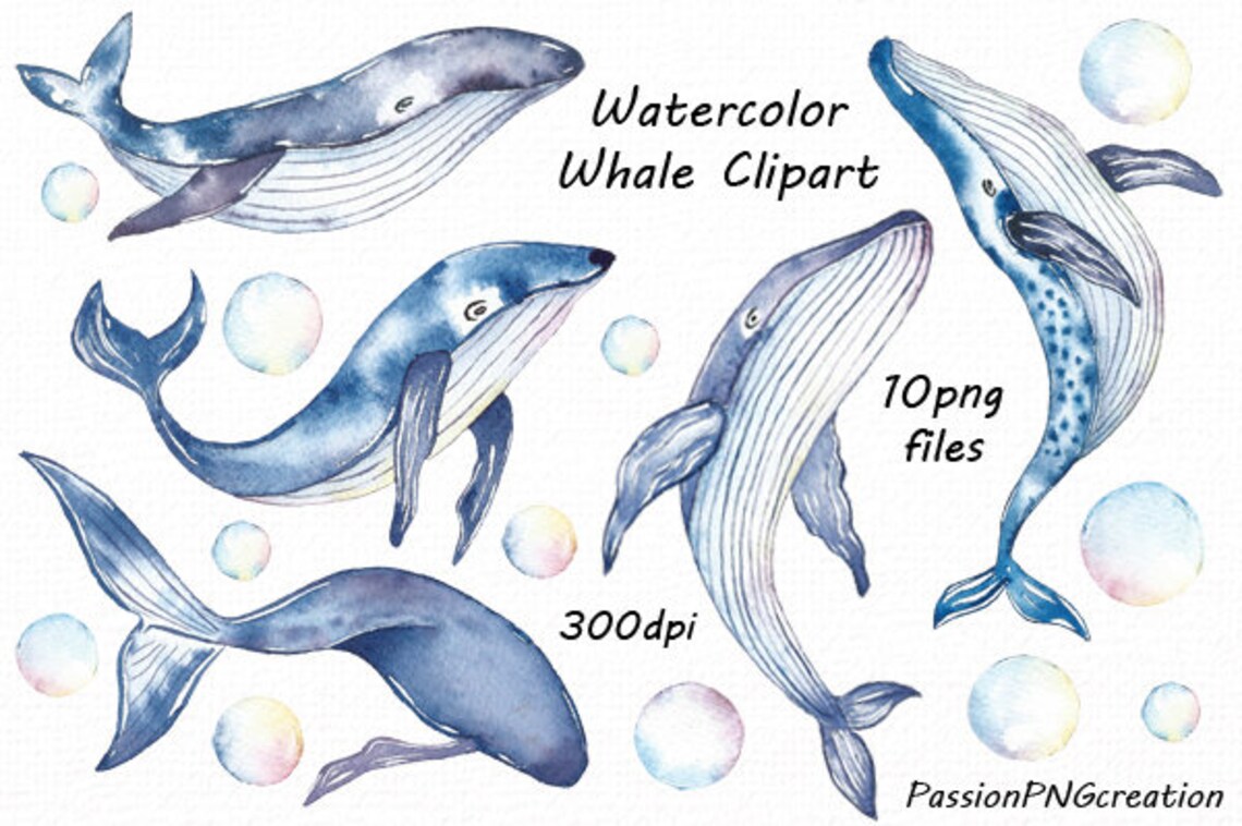 Watercolor Whale Clipart Whale clip art digital watercolor | Etsy