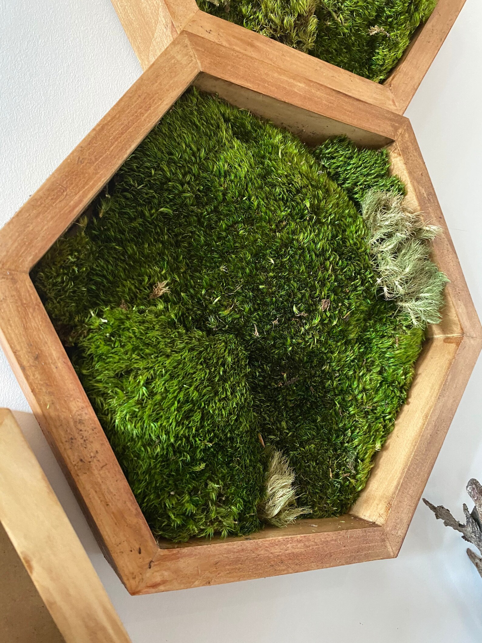 Hexagon M O S S Art preserved moss wall moss art moss | Etsy
