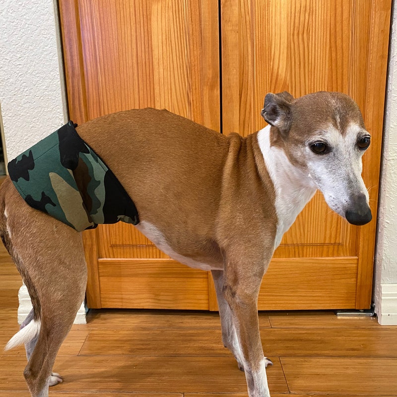 Belly Band for Dogs - Etsy