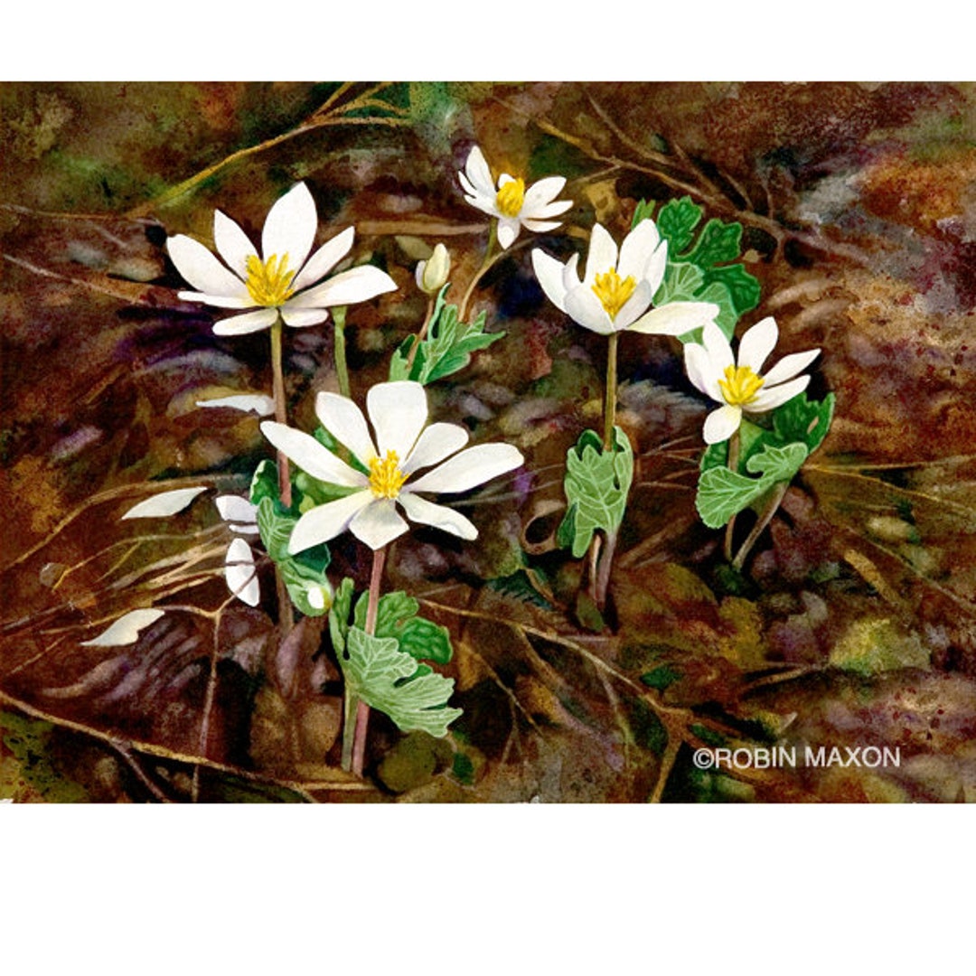 Bloodroot: Watercolor Painting by Robin Maxon Art Print - Etsy