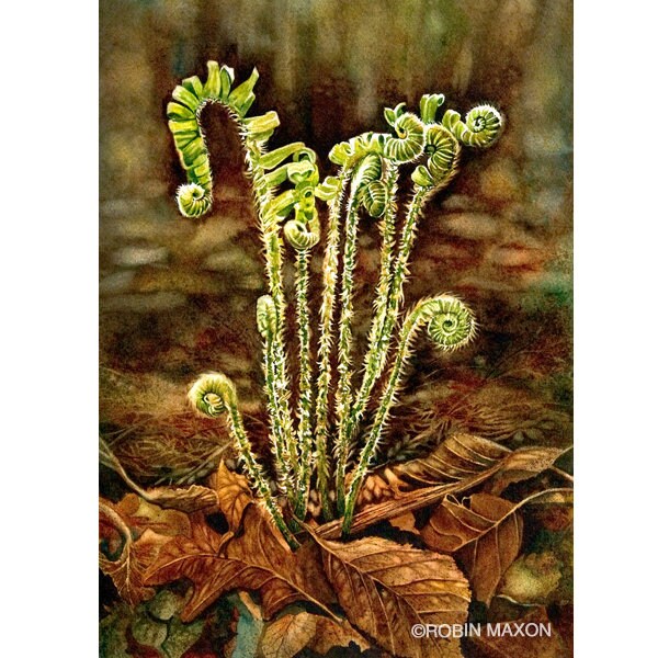 Fiddlehead Fern - Etsy