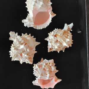 Pink Murex/hermit Crab Shell/airplant Holder/sea Shell/ Beach Decor - Etsy