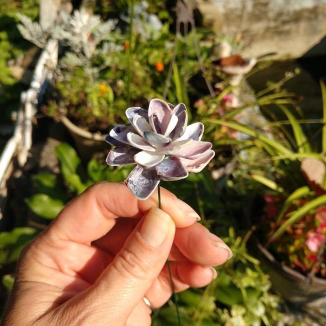 4-coquina Blooming Flowers Shell Flowers Shell Crafts - Etsy