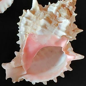 Pink Murex/hermit Crab Shell/airplant Holder/sea Shell/ Beach Decor - Etsy