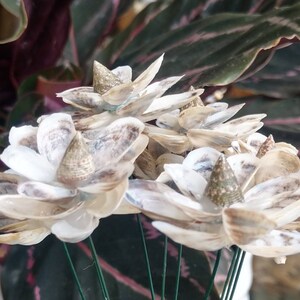 3-mussel Shell Flowers With Snail Center - Etsy