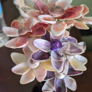 5-coquina Shell Flowers / 8 Petal Single Stem Flower With Snail Center ...