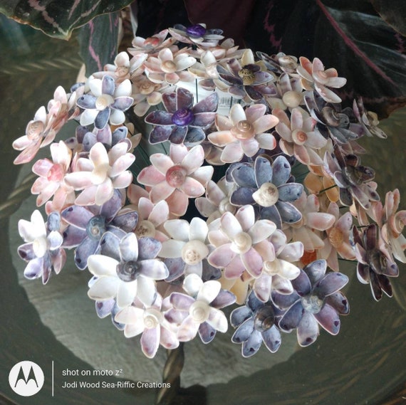 Coquina Shell